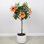 Vincent Fleuriste | Hibiscus Fiesta Arbre